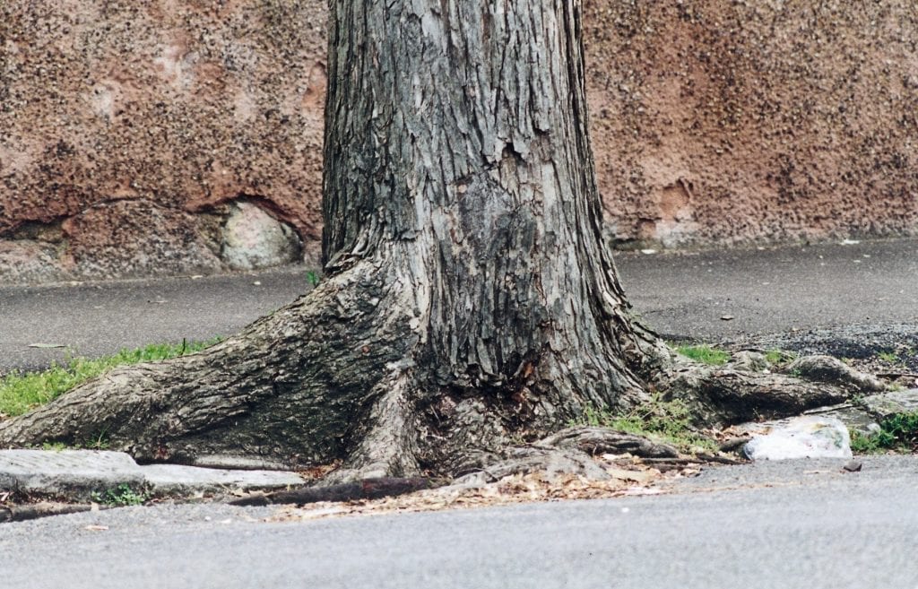 Protecting our Trees for the Long Term